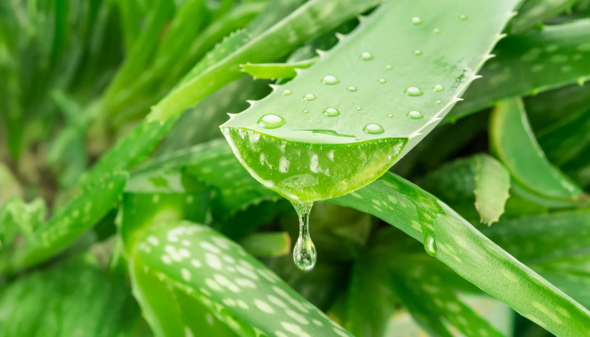 Aloe Vera shows promise in fighting Alzheimer’s, new study finds