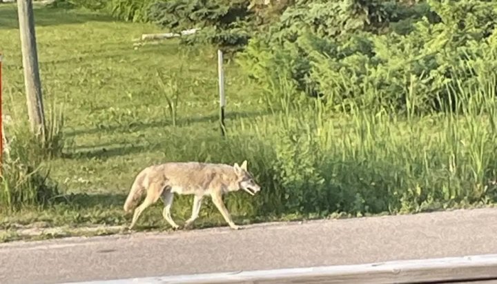 Three coyotes attack 14-year-old boy on his bicycle in Ottawa park