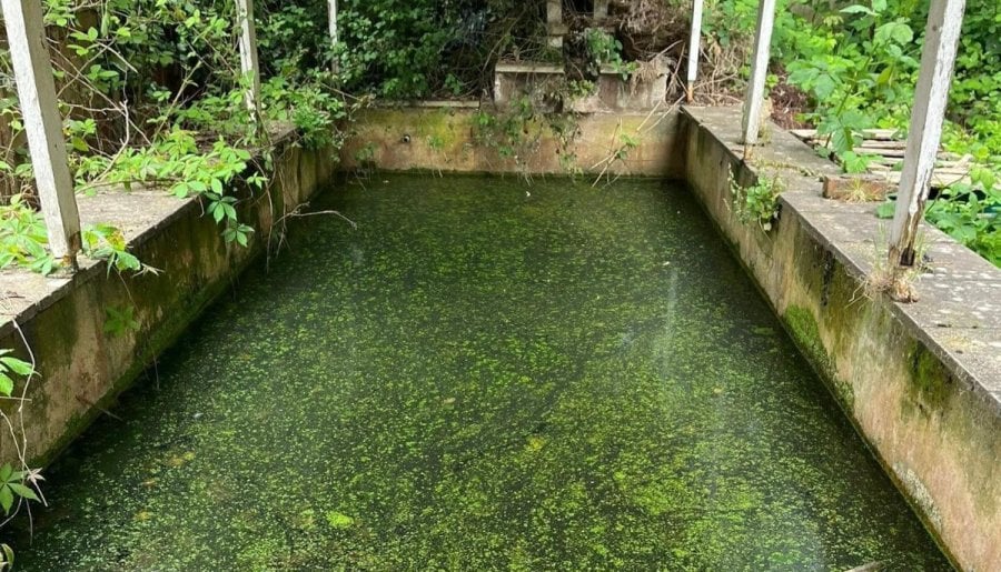 Investigation underway after 16 cats found dead in neglected UK garden pond
