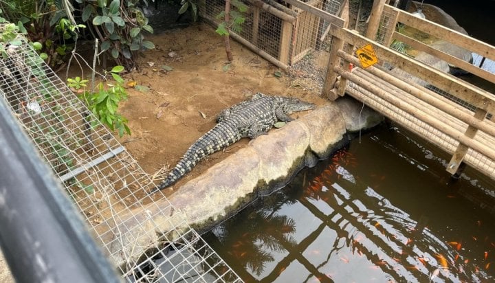 Man arrested after toddler found seriously injured inside UK zoo’s ...
