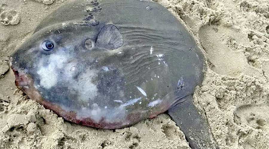 Five feet tall 'odd-looking' sea creature on UK coast leaves locals baffled