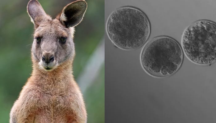 Australian scientists create first kangaroo embryo through IVF breakthrough