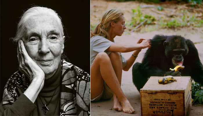 Jane Goodall in memoriam: Looking back on pioneering anthropologist’s ...